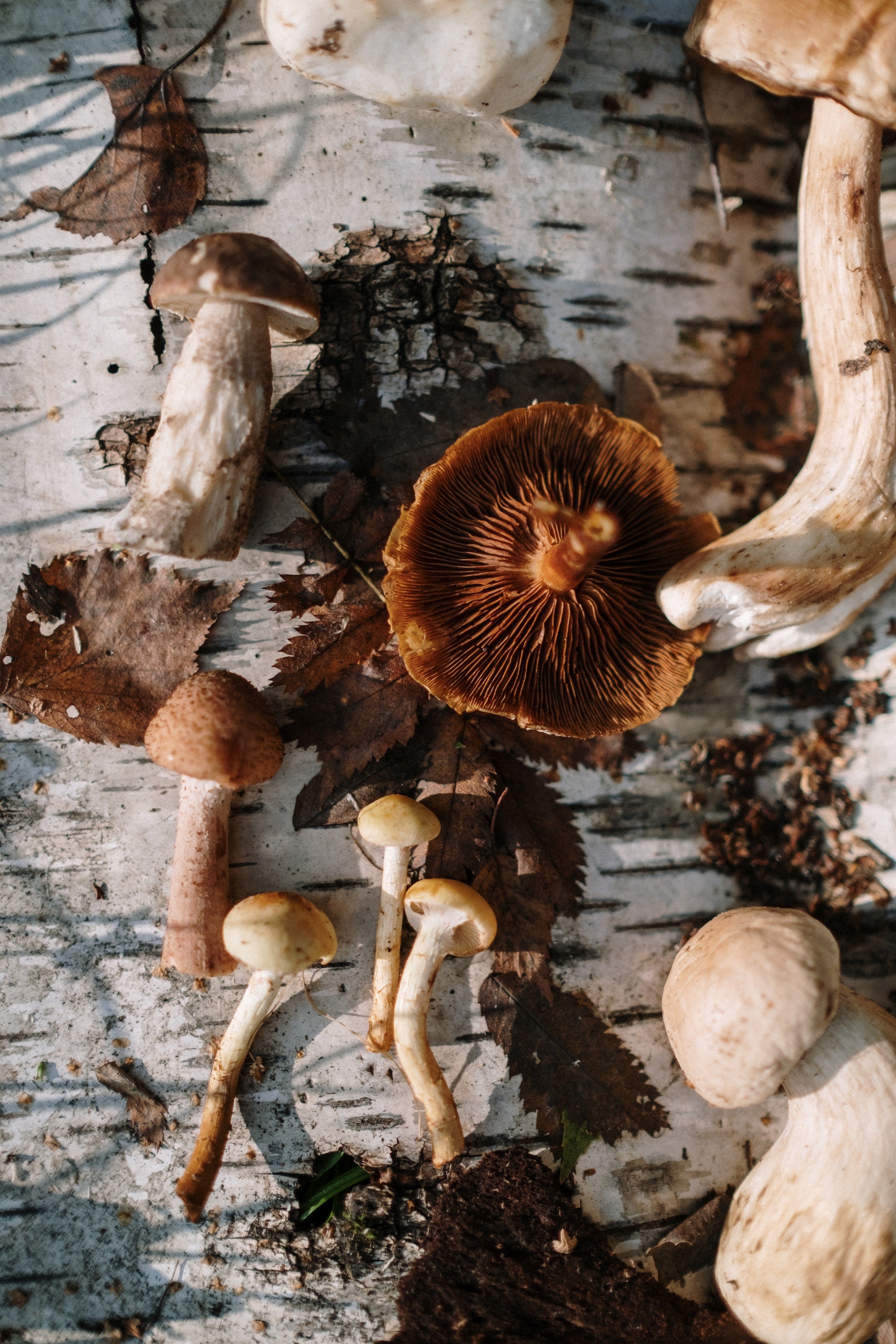 Mushrooms for Energy